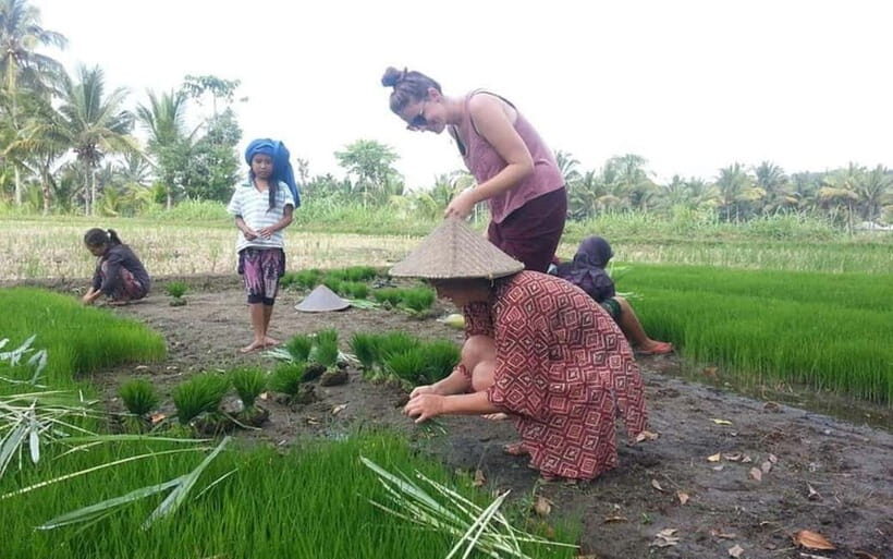 Lombok: Culture, Rice Terrace, and Waterfall Full-Day Tour - Lombok: Culture, Rice Terrace, and Waterfall Full-Day Tour Review