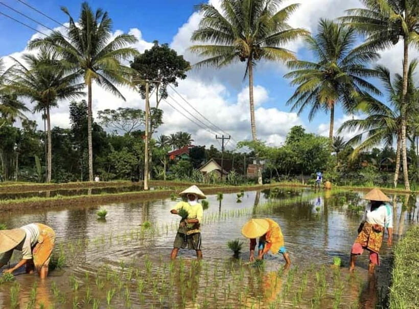Lombok: Culture, Rice Terrace, and Waterfall Full-Day Tour - FAQ