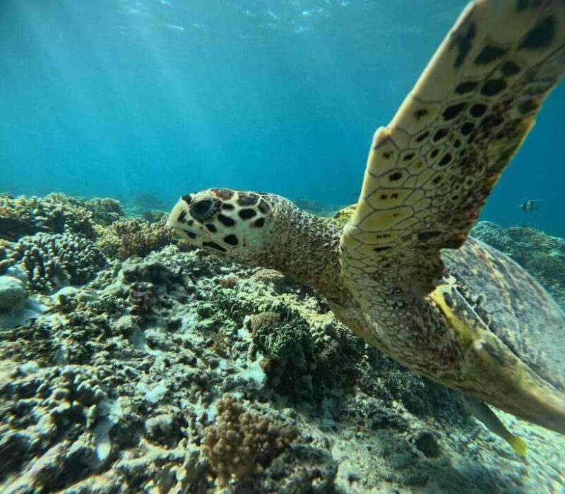 Lombok : Gili Islands Private Snorkeling Tour - Final Thoughts