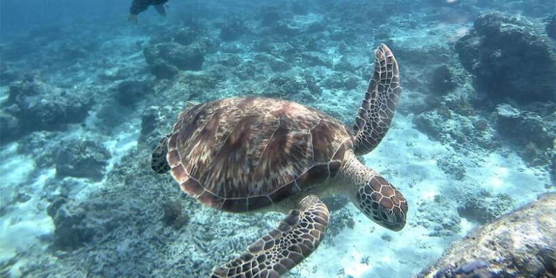 Lombok: Gili Trawangan, Meno, Air Snorkeling Trip - Is It Worth the Price?