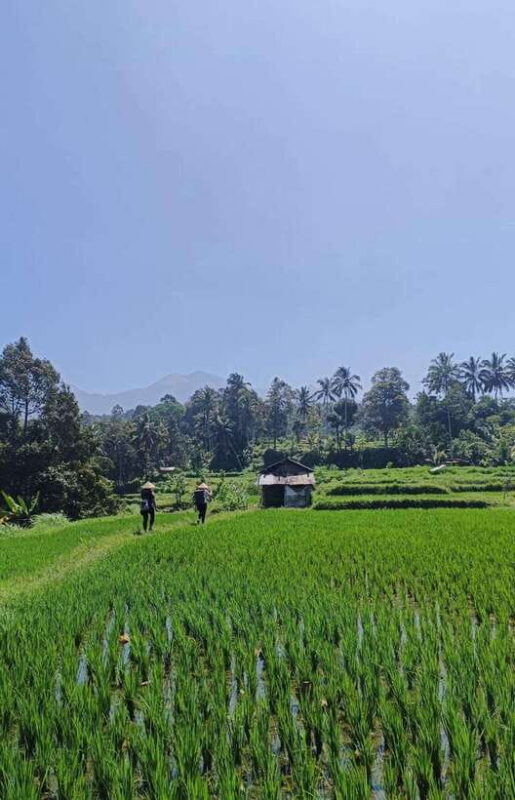 Lombok : hiking- rice terrace & waterfalls tour - From Rice to Coffee: Cultural Encounters