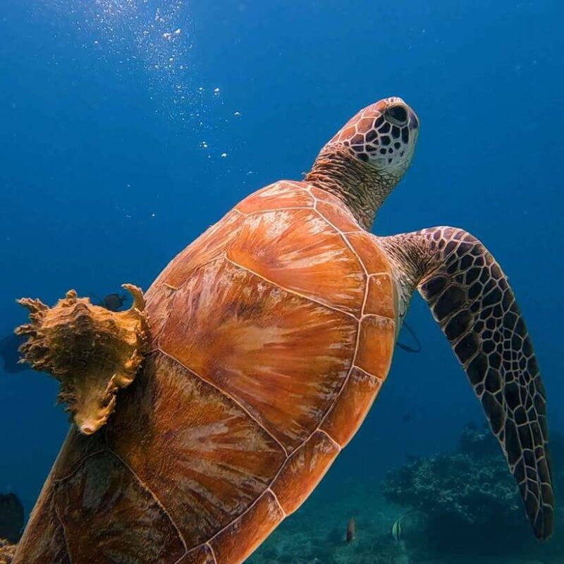 Lombok: Open Water Diver Course - The Detailed Breakdown