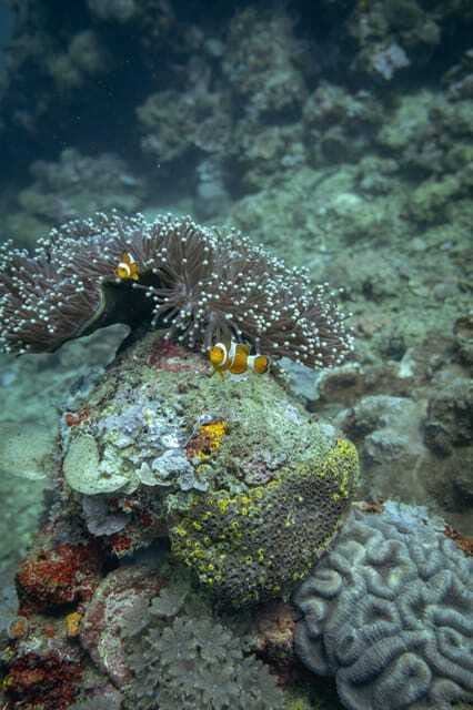 Lombok: Open Water Diver Course - Frequently Asked Questions