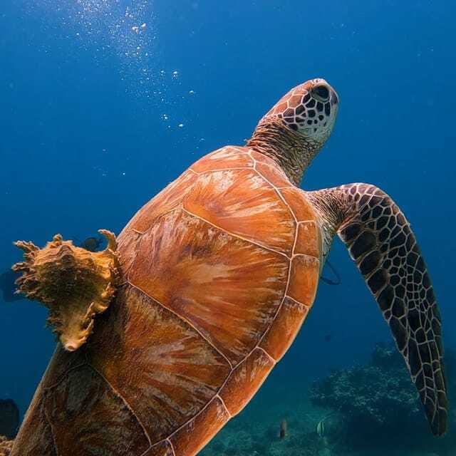 Lombok: Open Water Diver Course - Final Thoughts