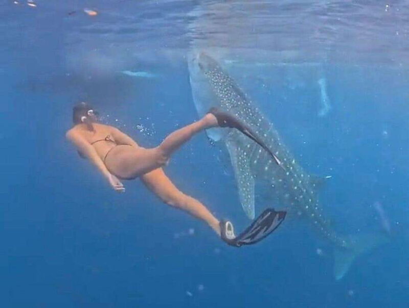 Lombok : Private 2D/1N Whale Shark Tour Lombok Sumbawa - Key Points