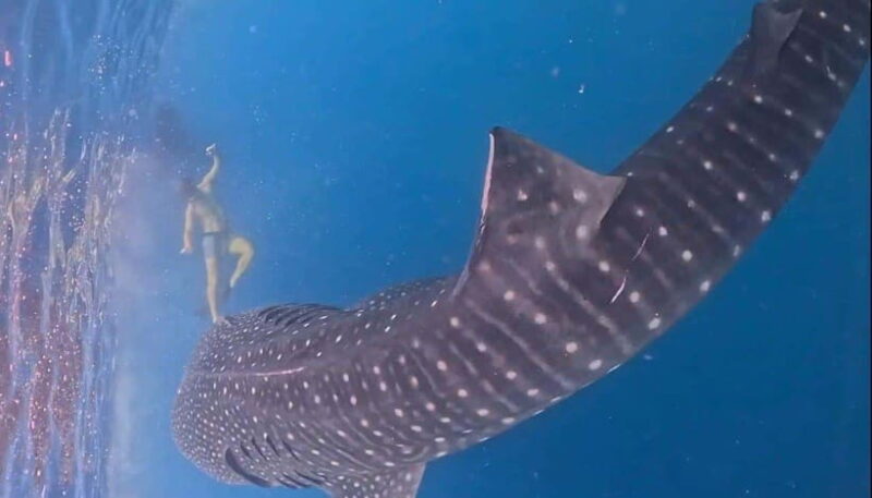 Lombok : Private 2D/1N Whale Shark Tour Lombok Sumbawa - A Deep Dive into the Itinerary