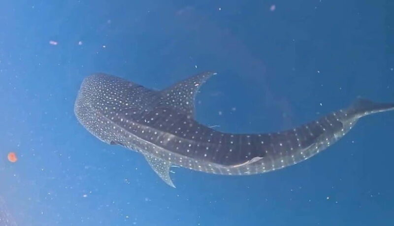Lombok : Private 2D/1N Whale Shark Tour Lombok Sumbawa - Transportation and Comfort