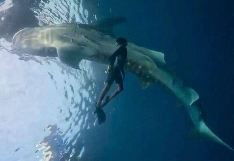 Lombok : Private 2D/1N Whale Shark Tour Lombok Sumbawa - The Bottom Line