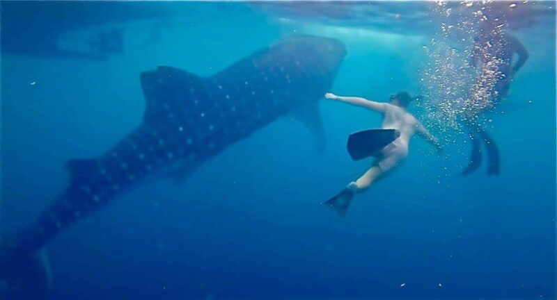 Lombok : Private 2D/1N Whale Shark Tour Lombok Sumbawa - FAQ