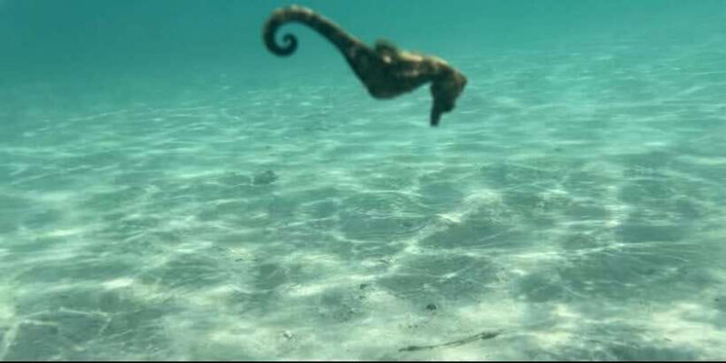 Lombok: Private day trip snorkeling in Secret Island - Who Is This Tour Best For?