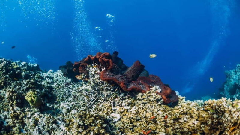 Lombok: Private Snorkeling at 4 Gili Spots with GoPro Camera - Final Thoughts: Is This Tour Worth It?