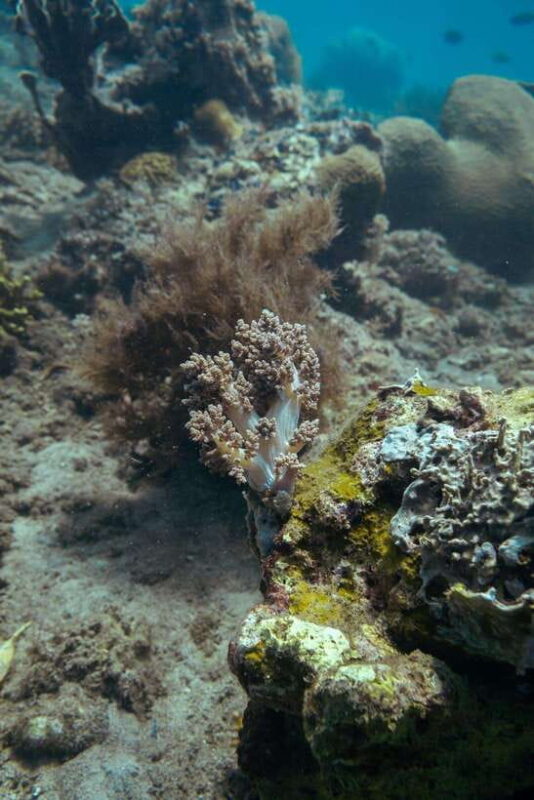 Lombok: Secret Gili Islands Snorkeling Tour - What to Expect During Your Day