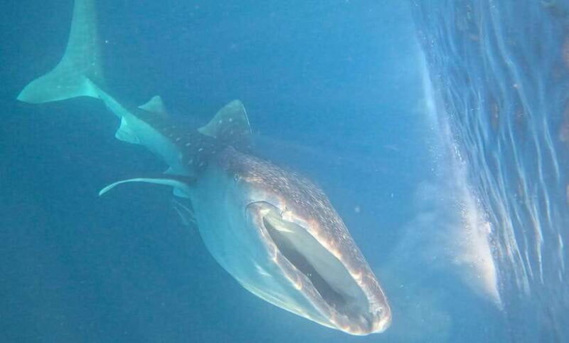 Lombok : Sharing Whale Shark Tour 2 Day 1 Night Sumbawa - Key Points