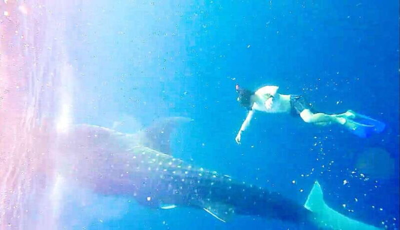 Lombok : Sharing Whale Shark Tour 2 Day 1 Night Sumbawa - What Makes This Tour Stand Out