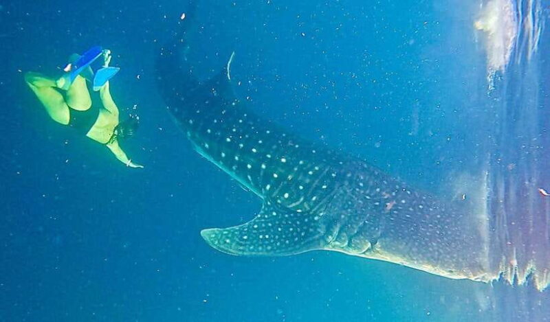Lombok : Sharing Whale Shark Tour 2 Day 1 Night Sumbawa - The Downsides to Keep in Mind