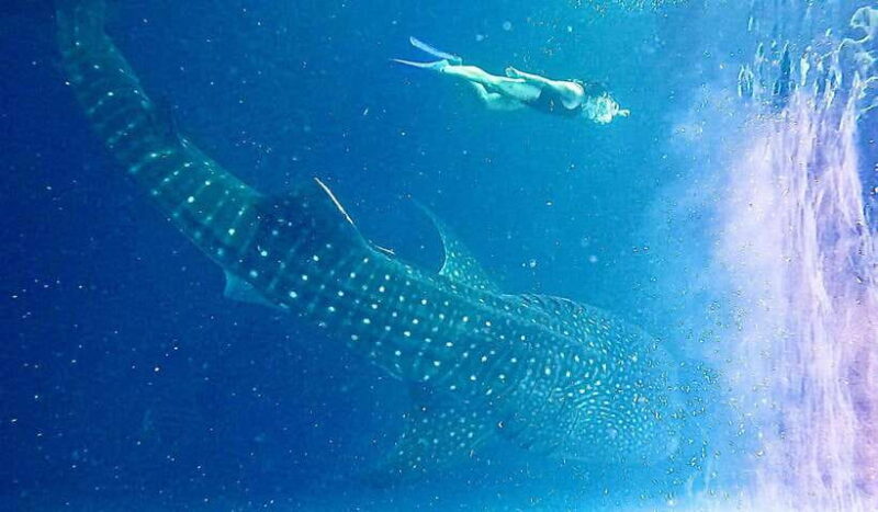 Lombok : Sharing Whale Shark Tour 2 Day 1 Night Sumbawa - Is This Tour Worth the Price?