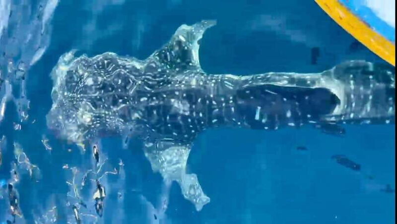 Lombok : Sharing Whale Shark Tour 2 Day 1 Night Sumbawa - Who Should Consider This Tour?