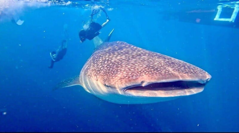 Lombok : Sharing Whale Shark Tour 2 Day 1 Night Sumbawa - Final Thoughts