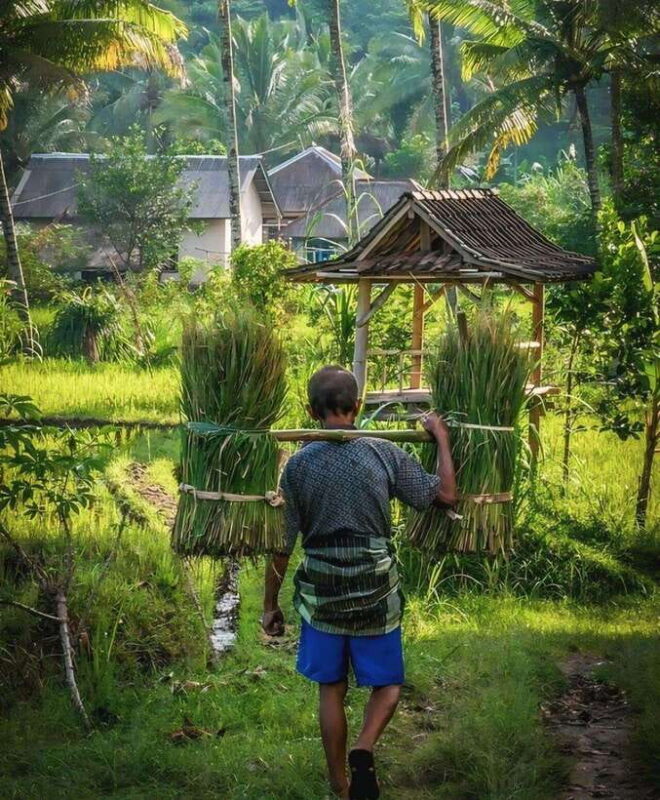 Lombok : Tandem Paragliding With Pilot, Waterfall & Village - Key Points