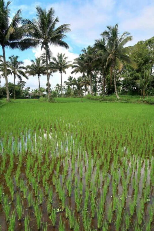 Lombok: Tetebatu Village and Rice Fields Guided Tour - FAQs about the Tetebatu Village and Rice Fields Tour