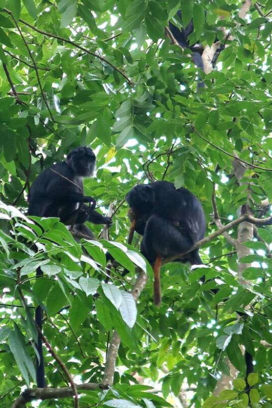 Lombok: Tetebatu Walking Tour with Monkey Forest & Waterfall - The Sum Up: Why This Tour Matters