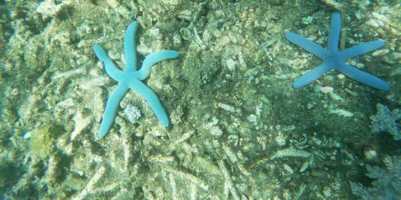 Lombok: the best snorkeling in Gili nanggu, kedis & sudak - FAQs