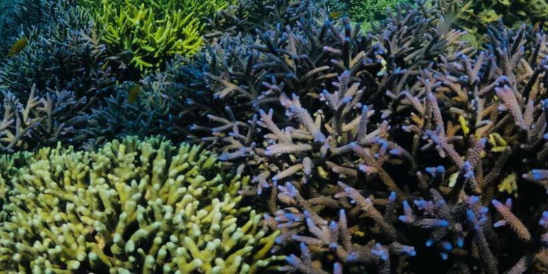 Lombok:Privat Snorkeling Gili Nanggu,Gili Sudak,Gili Kedis. - Key Points