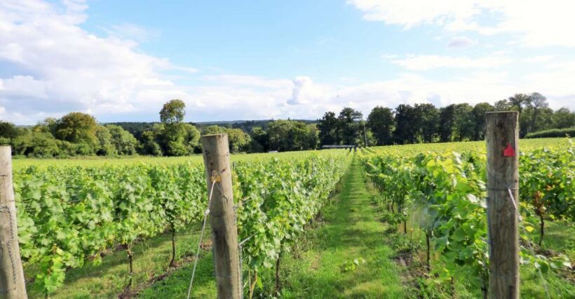 London: Full-Day English Wine Tour with Lunch - An In-Depth Look at the Experience