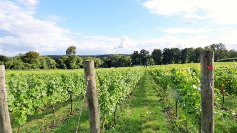 London: Full-Day English Wine Tour with Lunch - Authentic Experiences and Genuine Reviews