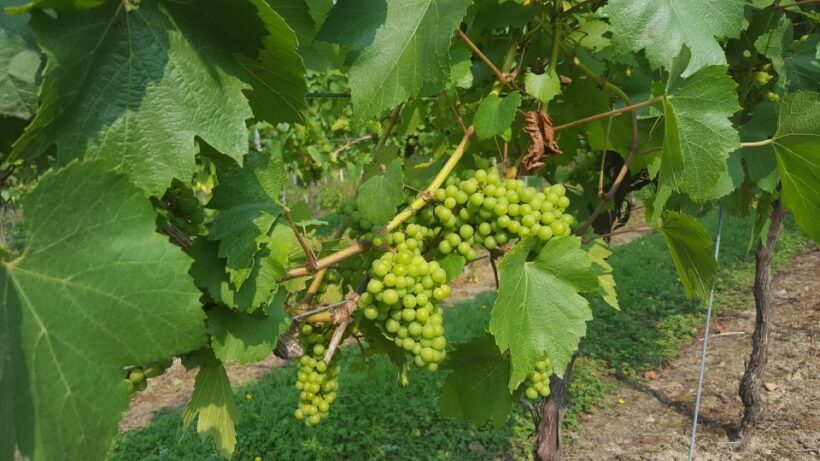 London: Full-Day English Wine Tour with Lunch - The Sum Up: Is This Tour Worth It?