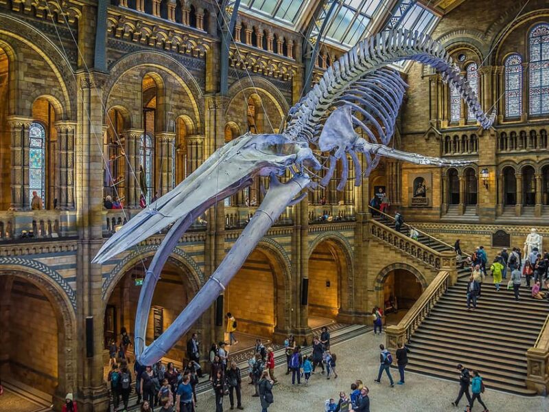 London: Guided Exploration at the Museum of Natural History - A Closer Look at the Guided Tour Experience