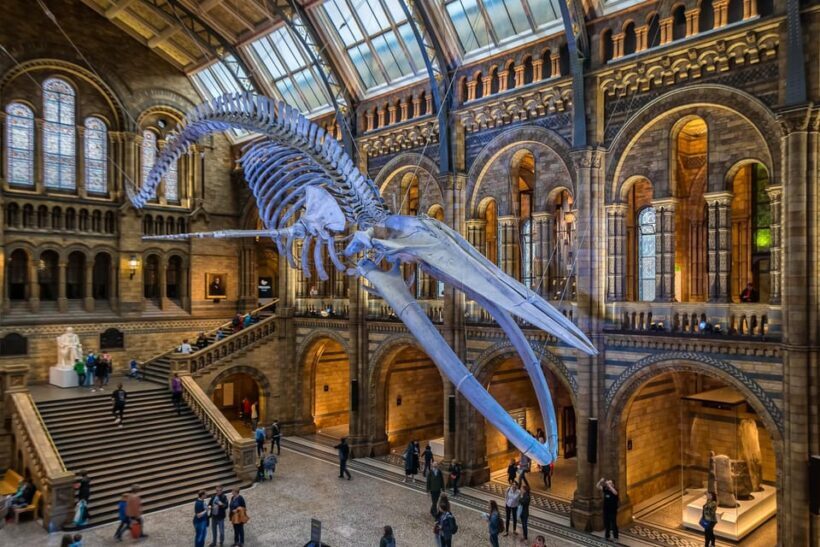 London: Guided Tour of the Natural History Museum - An Overview of the Experience