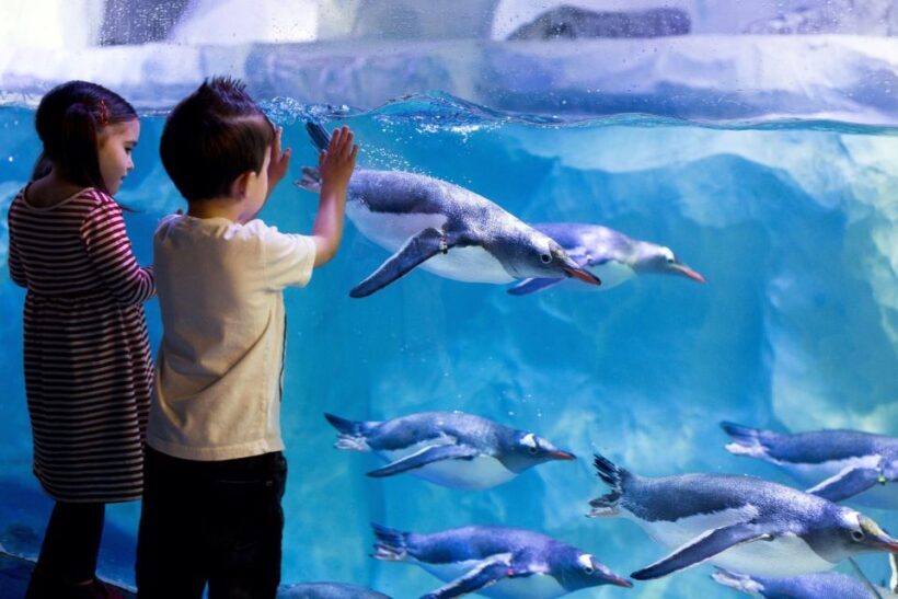 London: Madame Tussauds, London Eye & SEA LIFE Combo Ticket - The Value for Money