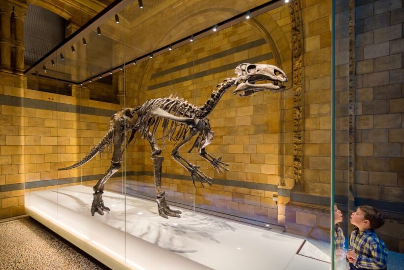 London: Natural History Museum Private Guided Family Tour - Practical Tips for Visitors