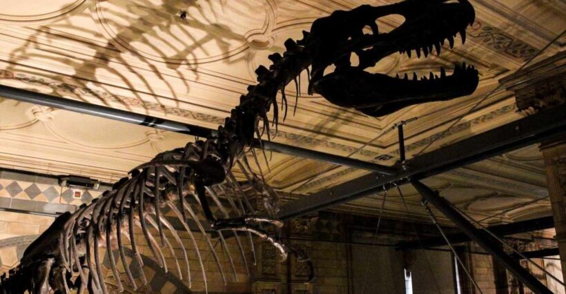 London: Natural History Museum Tour - An In-Depth Look at the London Natural History Museum Tour