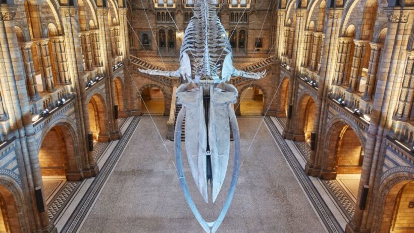 London: Natural History Museum Tour - Final Thoughts