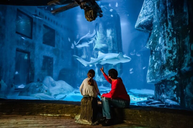 London: SEA LIFE Entry Ticket - Analyzing the Experience: What You Can Expect