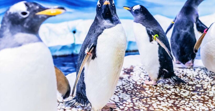 London: SEA LIFE Entry Ticket - FAQ