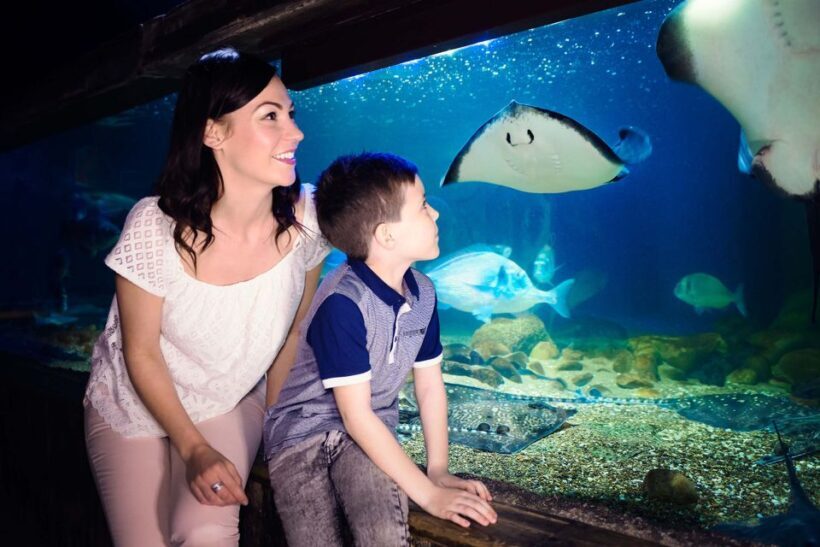 London: SEA LIFE & London Eye Combo Ticket - Price and Value Analysis