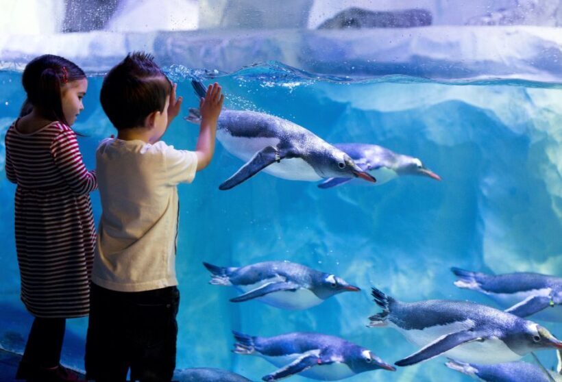 London: SEA LIFE & London Eye Combo Ticket - Practical Tips for Your Visit