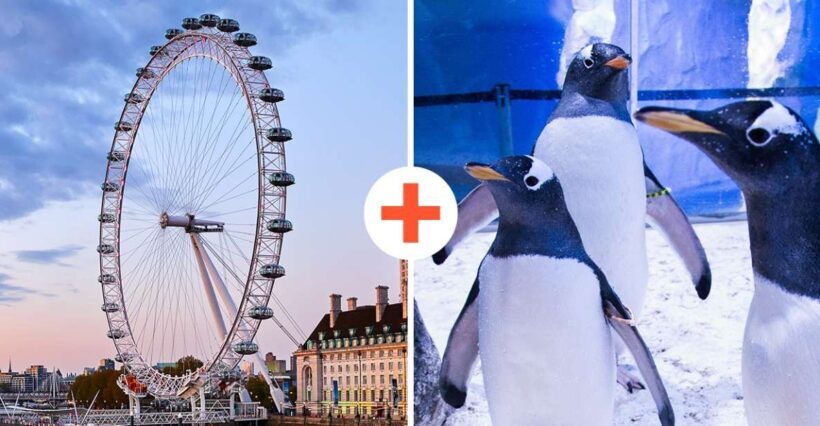 London: SEA LIFE & London Eye Combo Ticket - FAQ