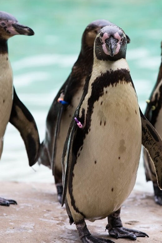 London Zoo: Entry Ticket - A Close Look at What You Can Expect