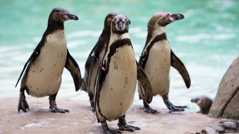 London Zoo: Entry Ticket - FAQ