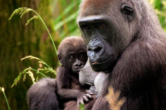 London Zoo Entry Ticket - Visitor Experiences and Reviews