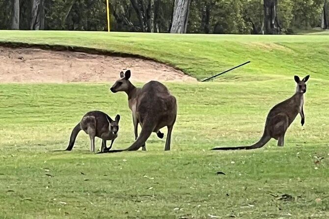 Lone Pine, Brisbane Highlights and Lunch! - What Past Travelers Say