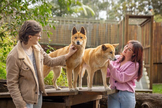 Lone Pine Koala Sanctuary Day Pass - Practical Tips for Visitors