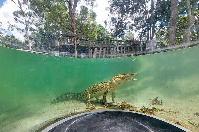 Lone Pine Koala Sanctuary Day Pass - Final Thoughts