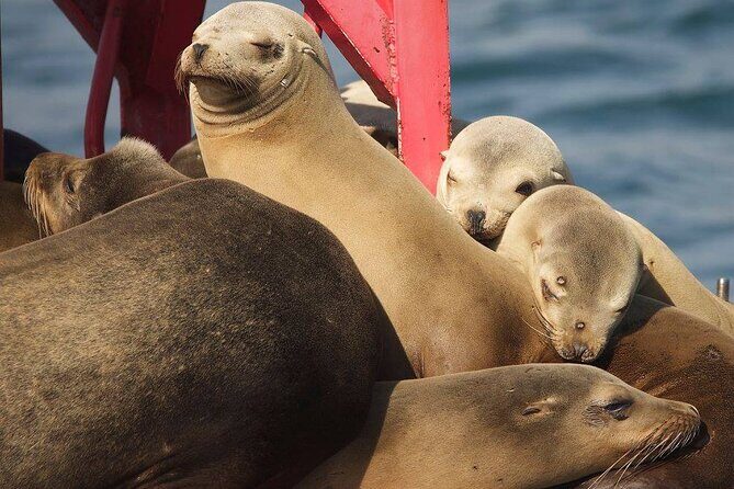 Long Beach Harbor 45-Minute Boat Tour - The Sum Up: Is This Tour Right for You?