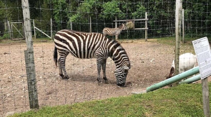 Long Island Farm & Vanderbilt Planetarium Tour|Kids 50% Off - Key Points