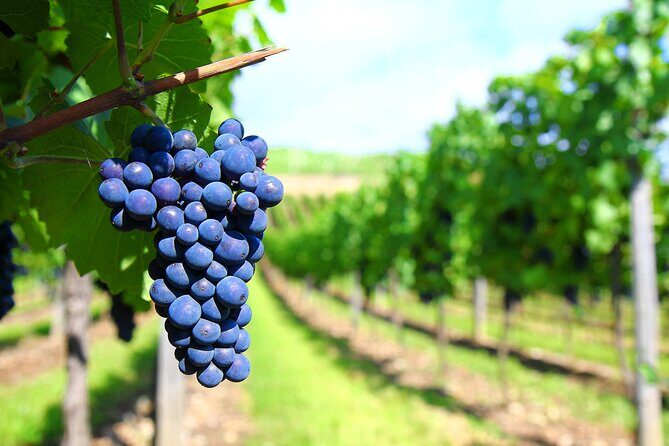 Long Island Winery Tour - Frequently Asked Questions